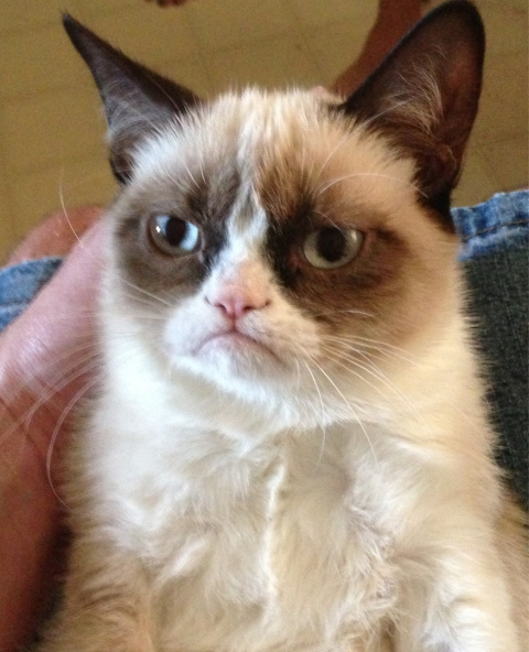 Las redes sociales se despiden de Grumpy Cat, la gata 'meme' más famosa ...