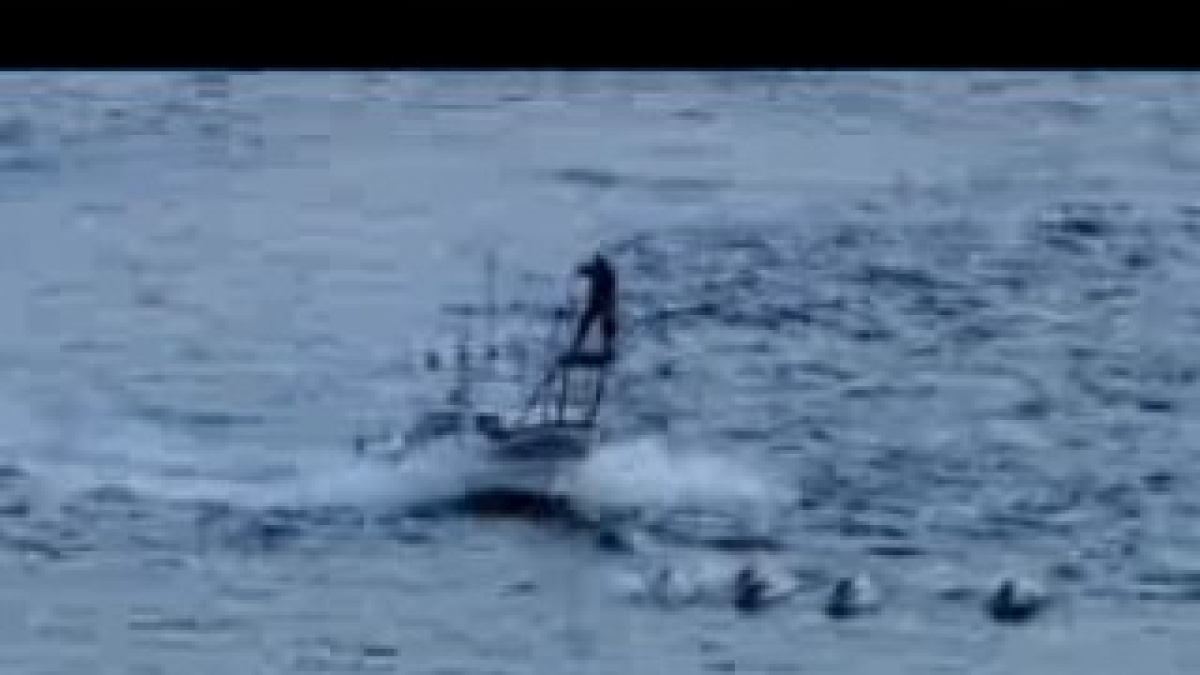 'The Cove', trailer | Público