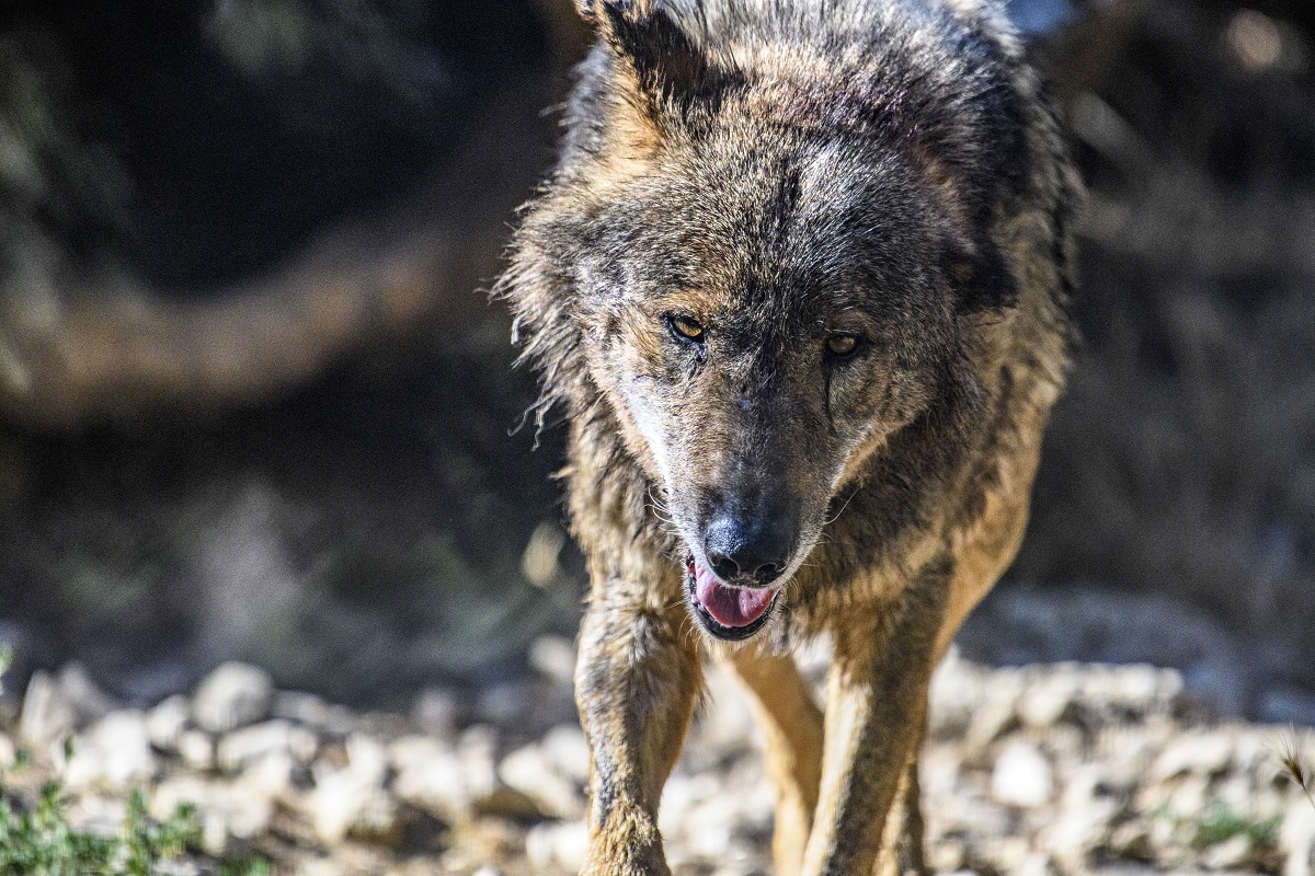 La endogamia amenaza al lobo ibérico | Público