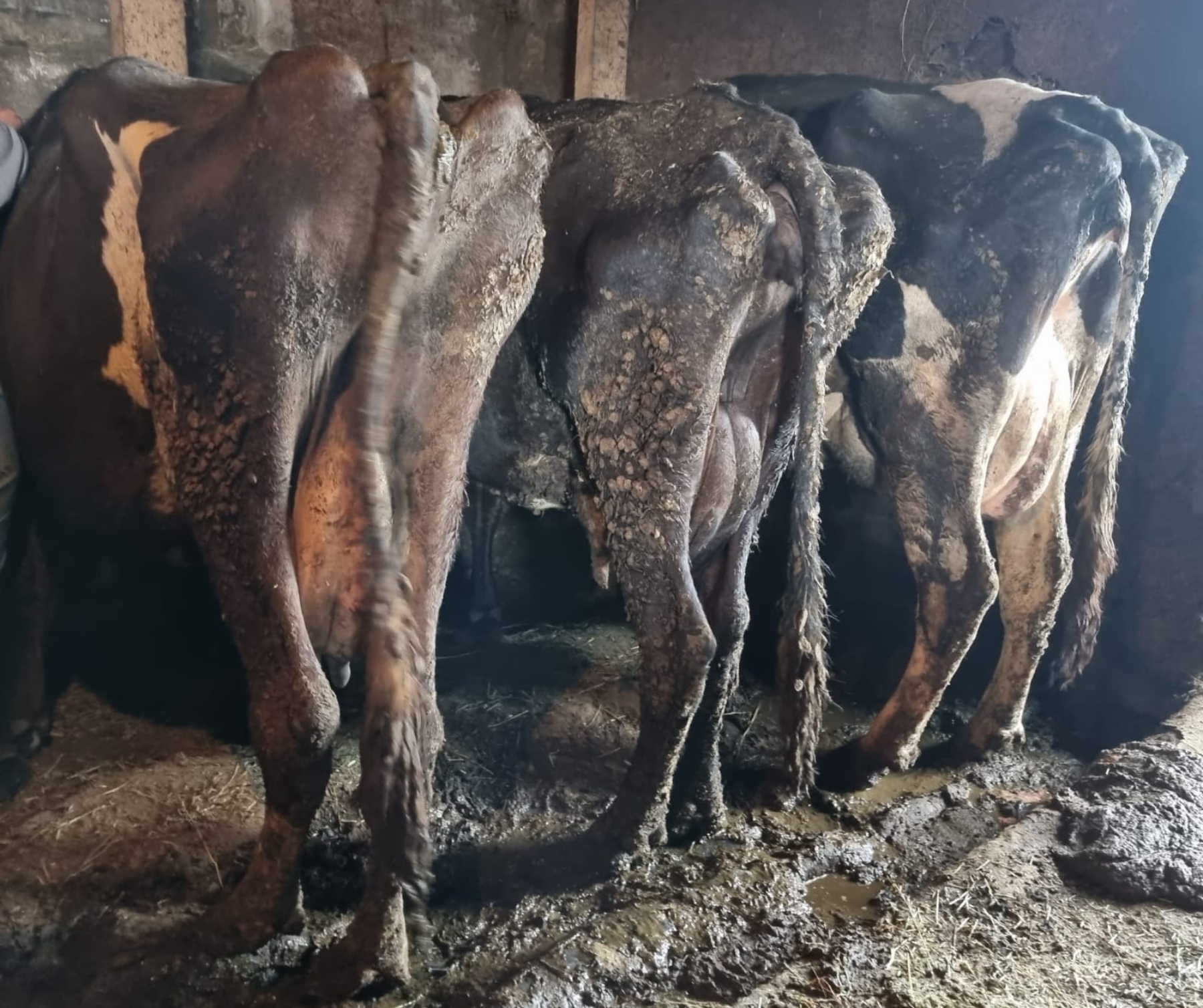 Maltratadas, rescatadas y condenadas a morir: el destino de cinco vacas ...